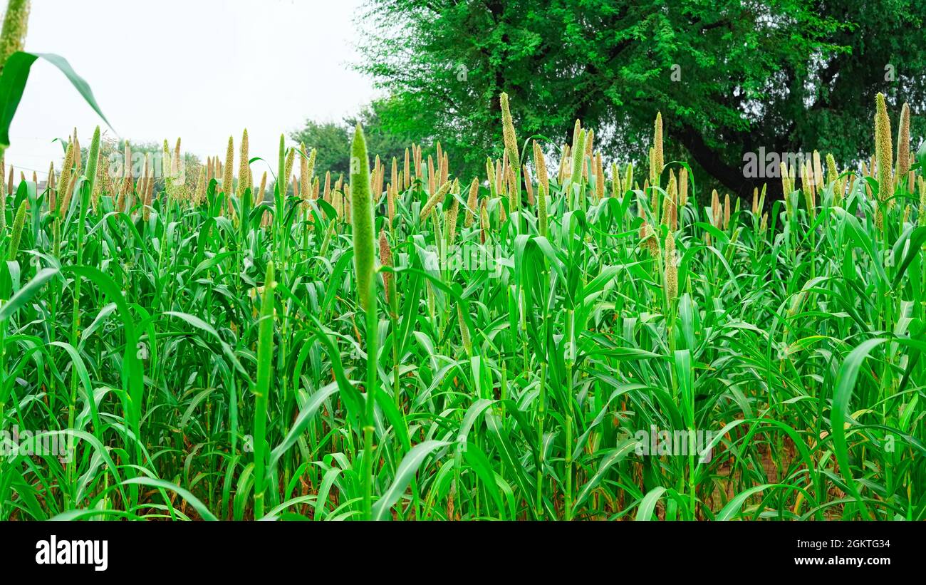 Pennisetum glaucum or Millet plants Bud or sitta. Growing Bajra plant, blossom vegetative ...