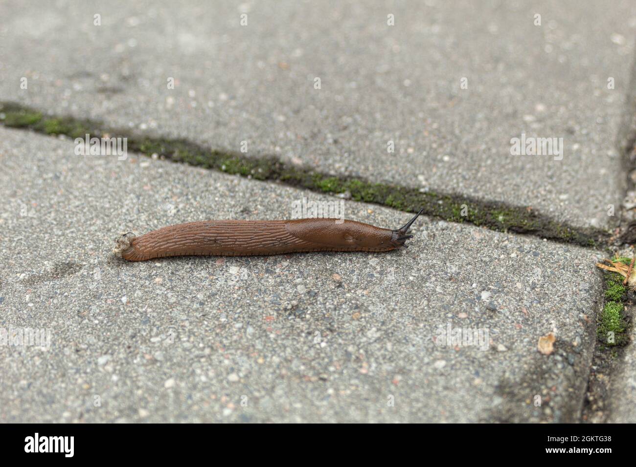 Shell molusca hi-res stock photography and images - Alamy