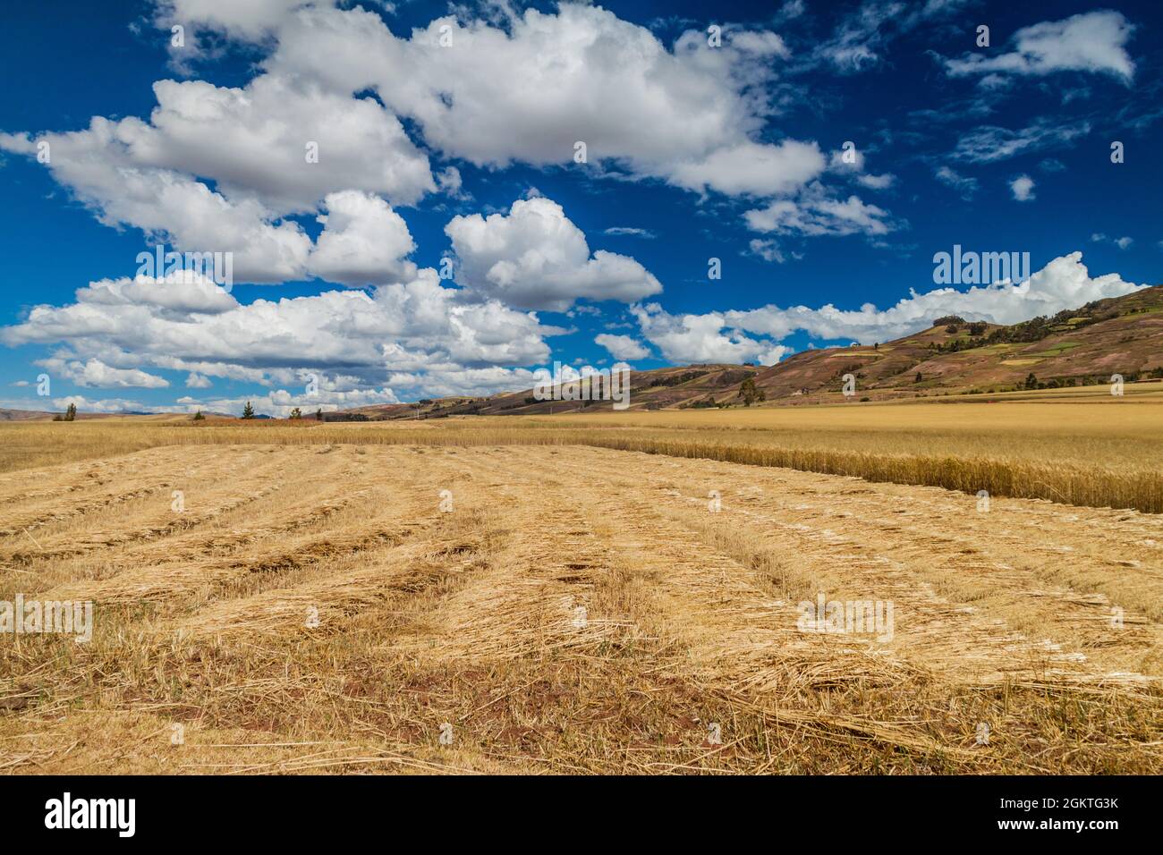 Cereal fields near Maras village, Sacred Valley, Peru Stock Photo - Alamy