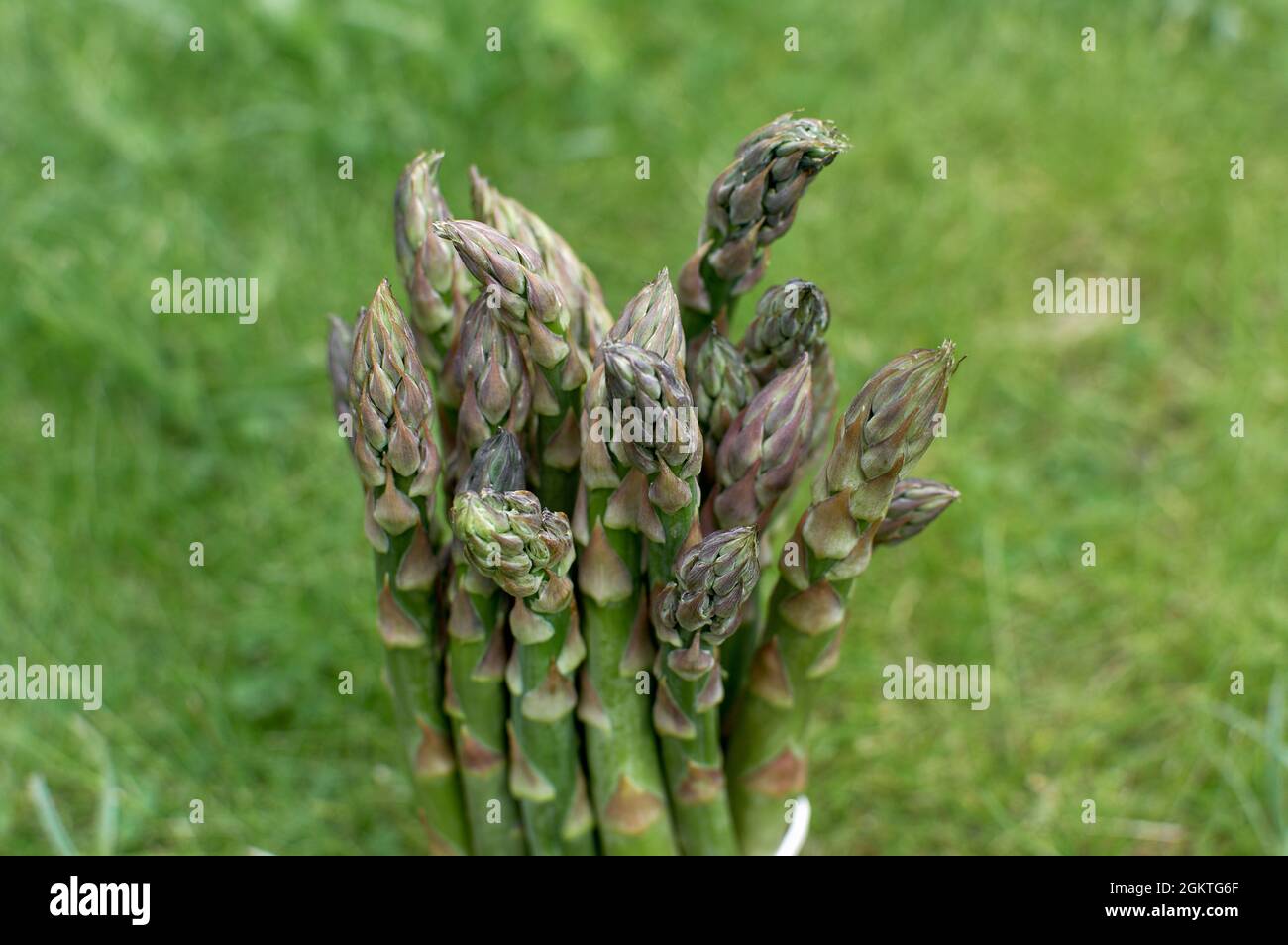 Asparagus stalks. Asparagus stalk heads on green natural background ...