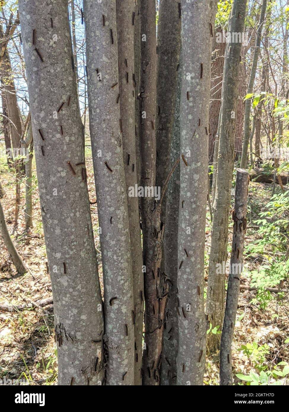 Gypsy moth caterpillars feed on the search for leaves on a group of ...