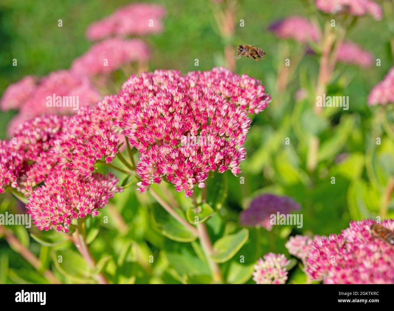 Red flowering sedum plant, Hylotelephium telephium Stock Photo - Alamy