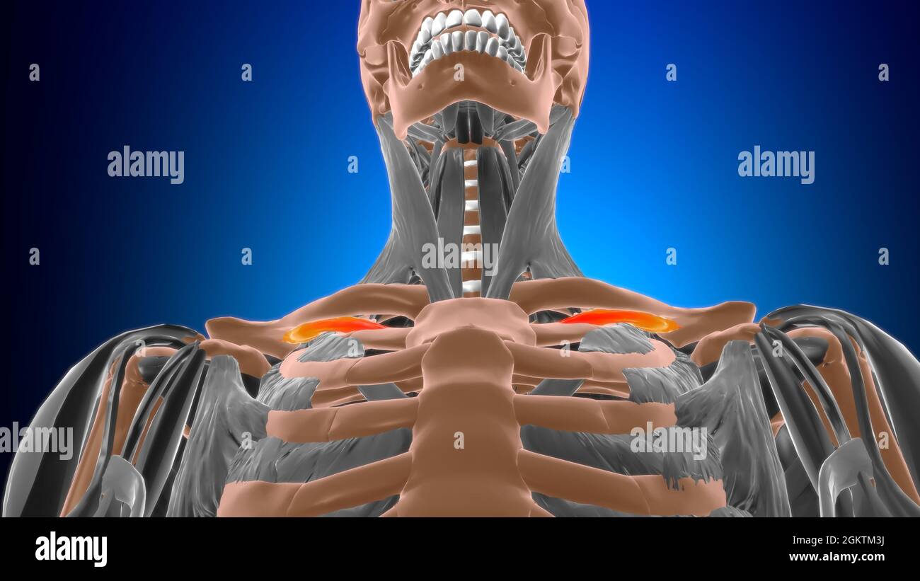 subclavius Muscle Anatomy For Medical Concept 3D Illustration Stock ...