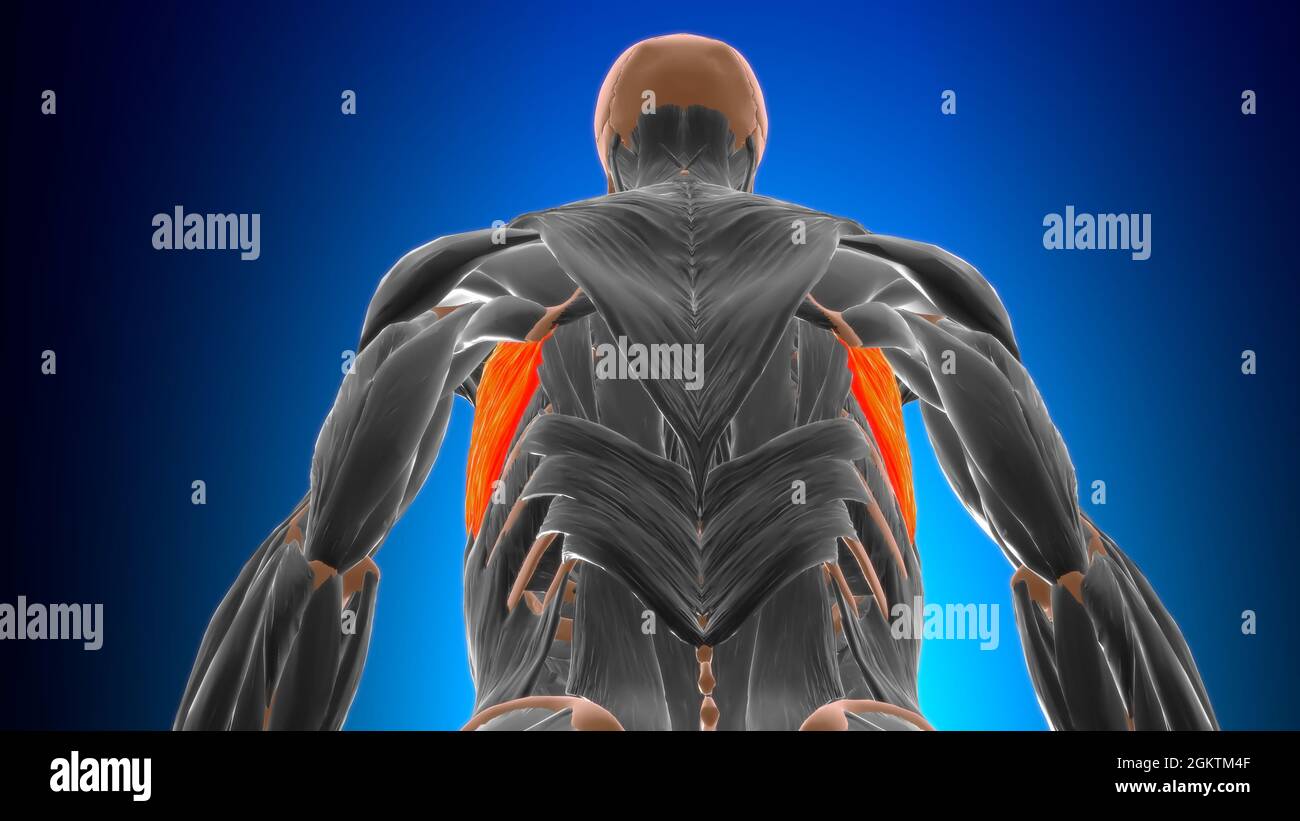 Serratus anterior Muscle Anatomy For Medical Concept 3D Illustration ...
