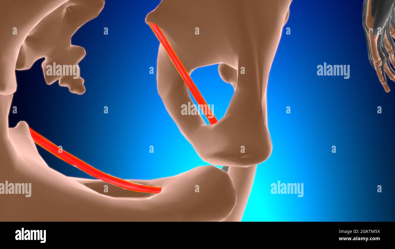 Tendinous arch of levator ani Muscle Anatomy For Medical Concept 3D ...