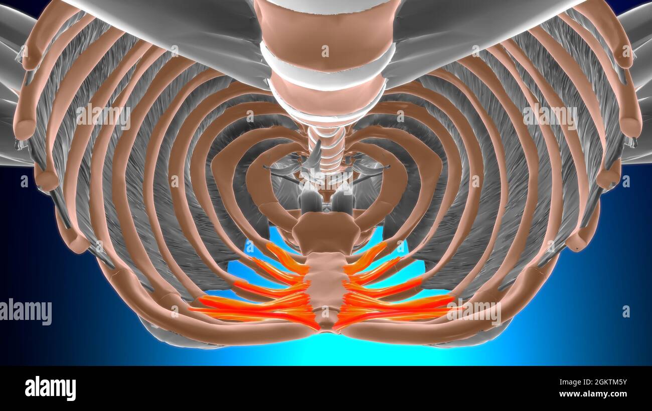 Transversus thoracis Muscle Anatomy For Medical Concept 3D Illustration ...