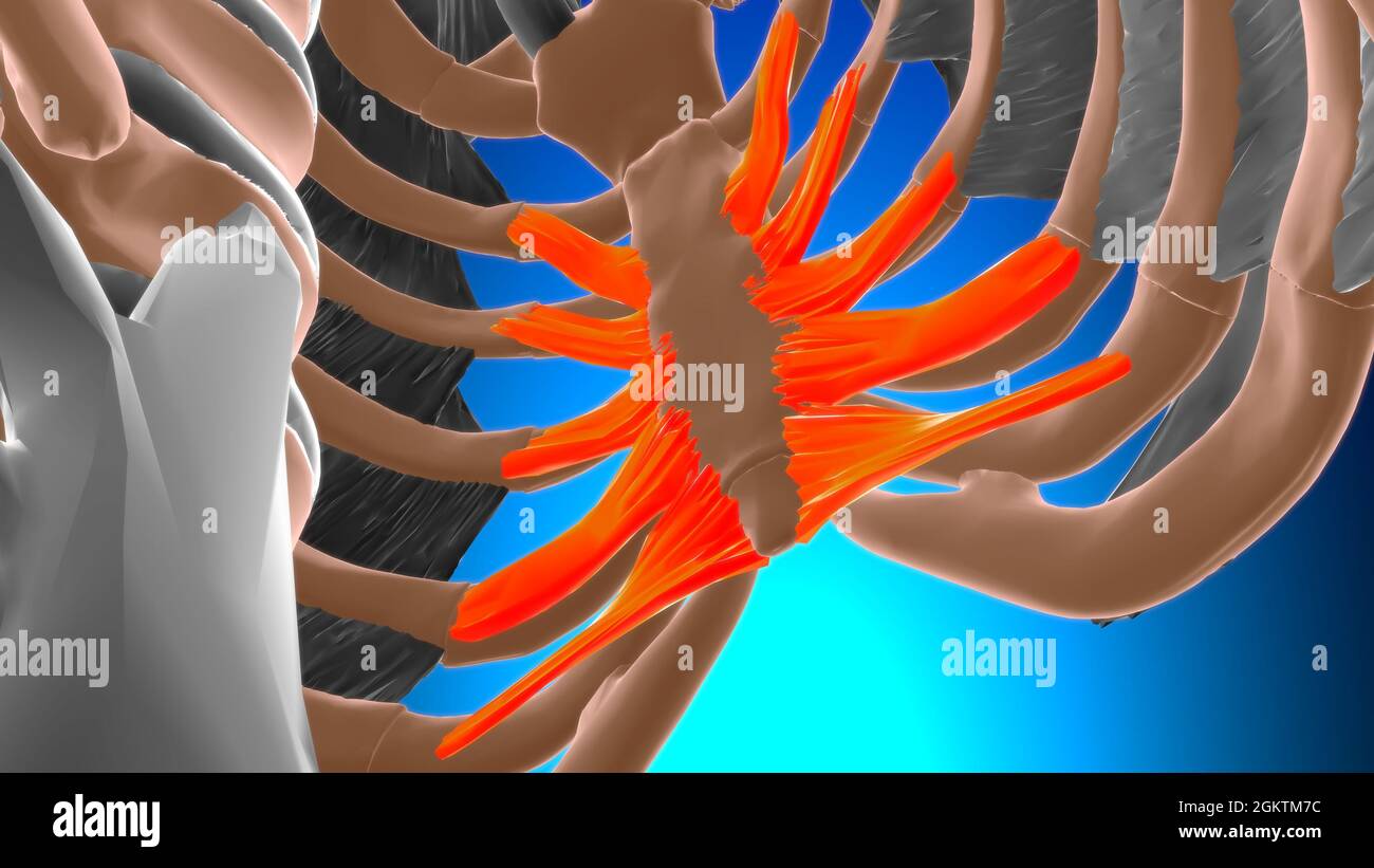 Transversus thoracis Muscle Anatomy For Medical Concept 3D Illustration ...