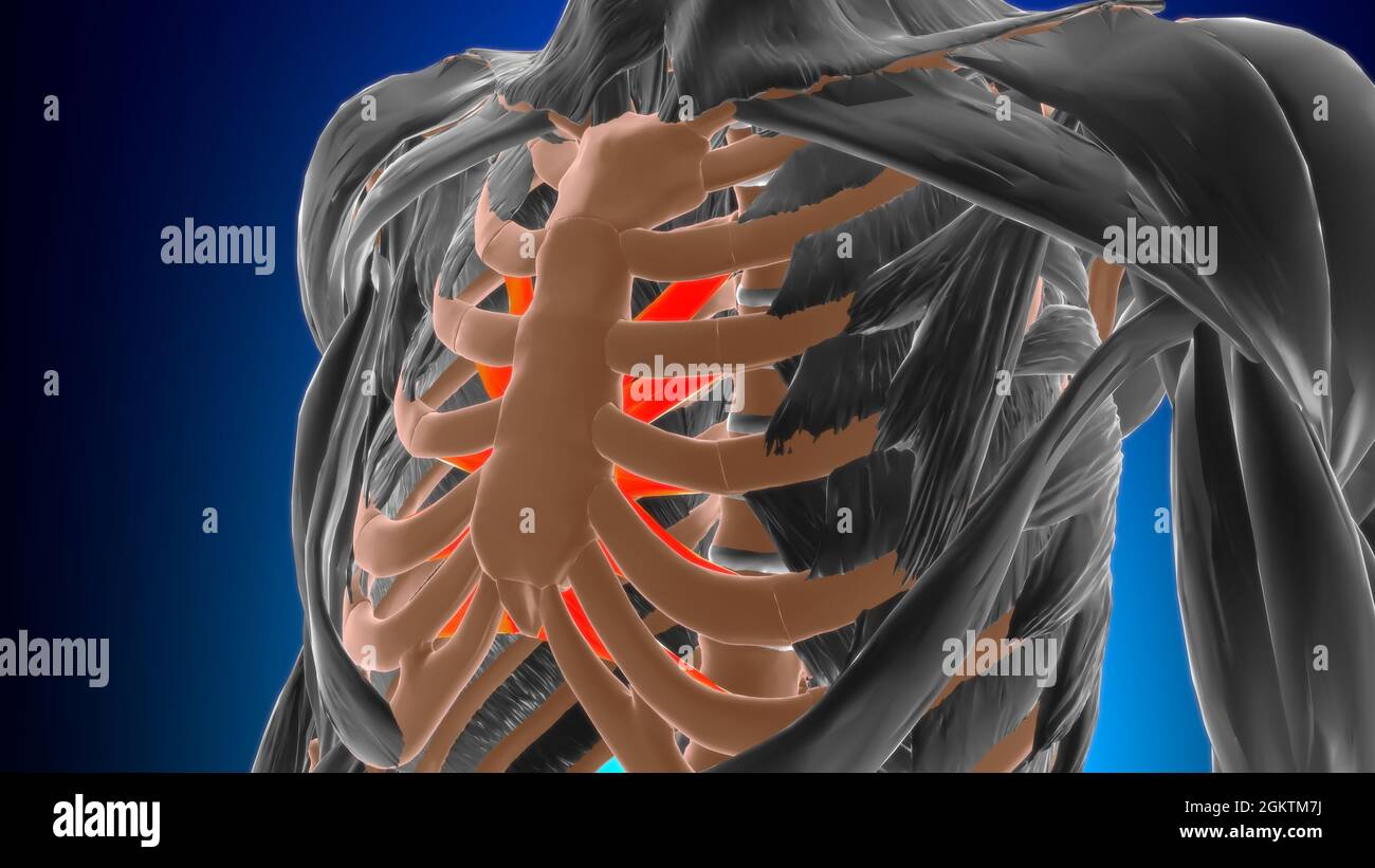 Transversus thoracis Muscle Anatomy For Medical Concept 3D Illustration ...