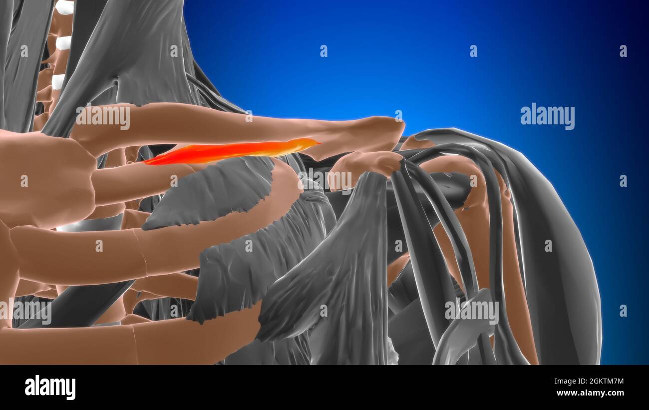 subclavius Muscle Anatomy For Medical Concept 3D Illustration Stock ...