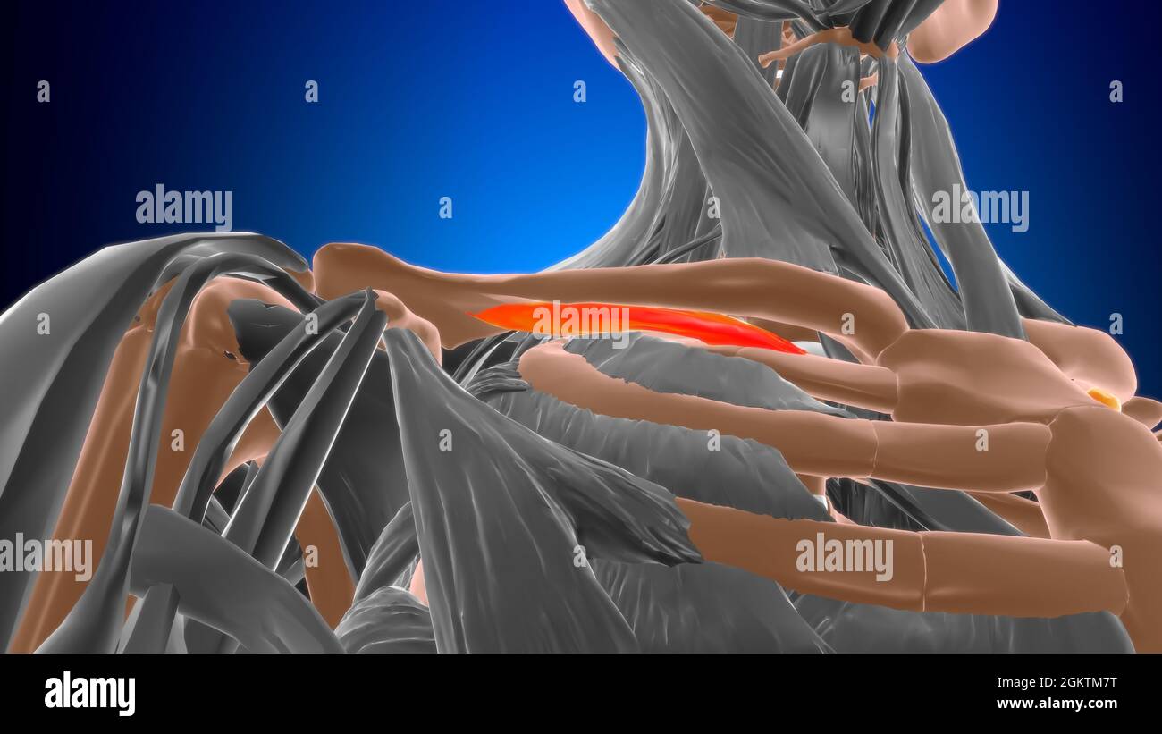 Subclavius Muscle Function
