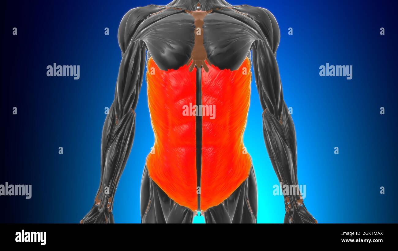 external oblique Muscle Anatomy For Medical Concept 3D Illustration ...