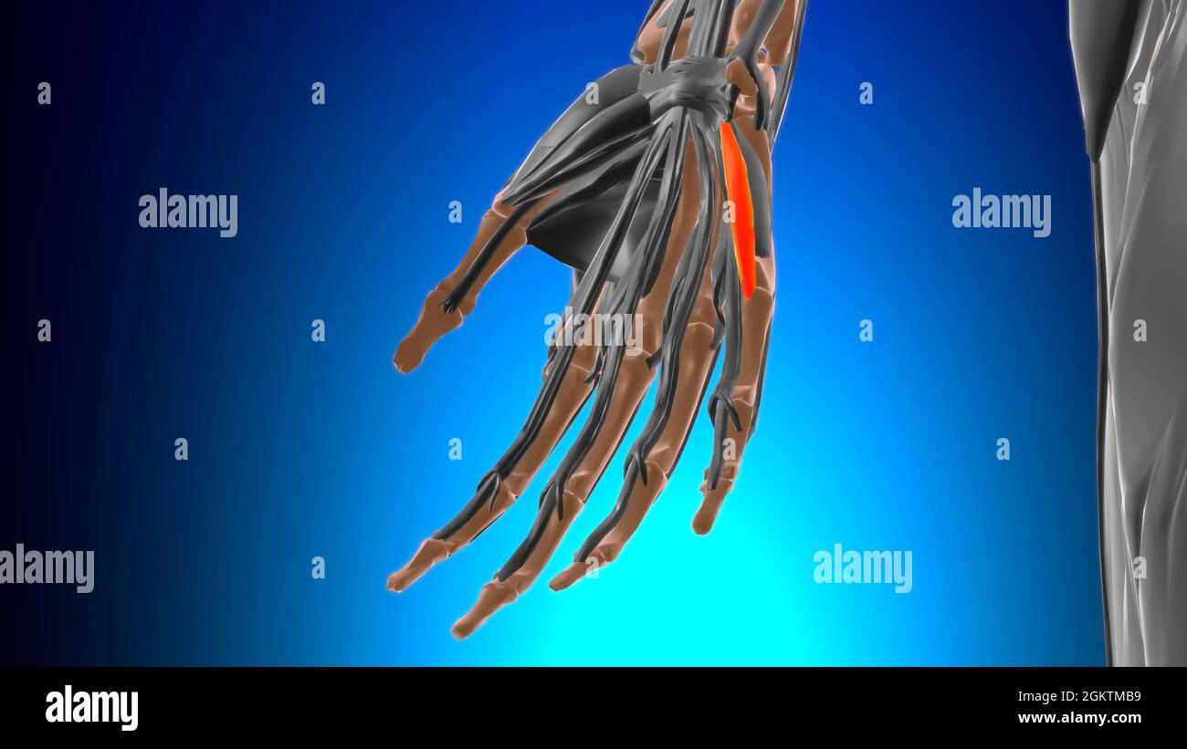 Extensor Digiti Minimi Muscle High Resolution Stock Photography and ...