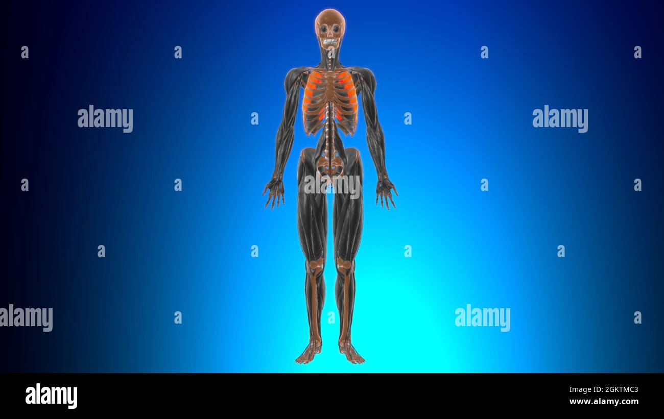 External intercostal Muscle Anatomy For Medical Concept 3D Illustration ...