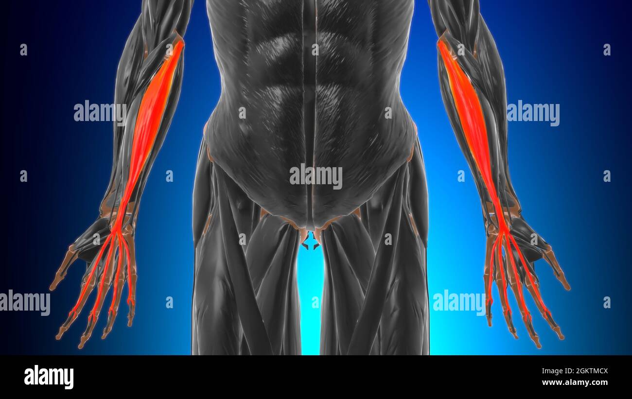 Flexor digitorum superficialis hi-res stock photography and images - Alamy