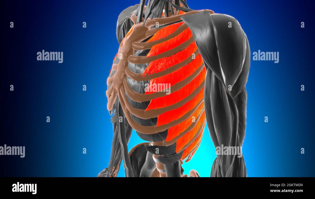 External intercostal Muscle Anatomy For Medical Concept 3D Illustration ...