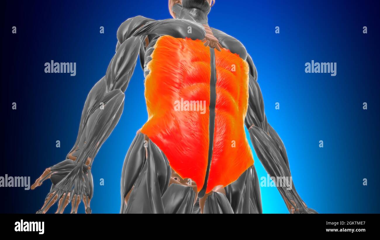 external oblique Muscle Anatomy For Medical Concept 3D Illustration ...