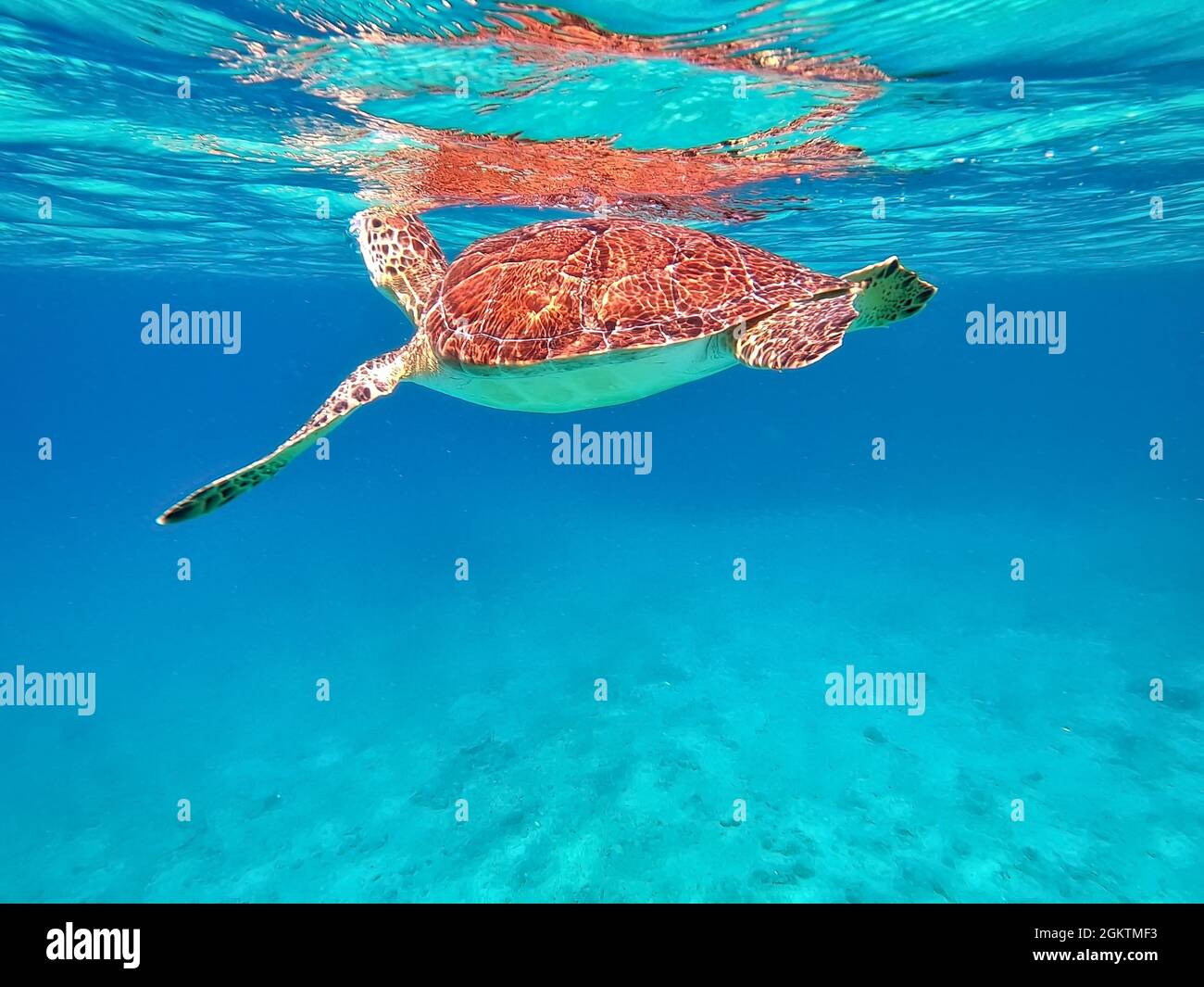 Sea turtle, Cyprus, Protaras, Mediterranean Sea, Europe, animals ...