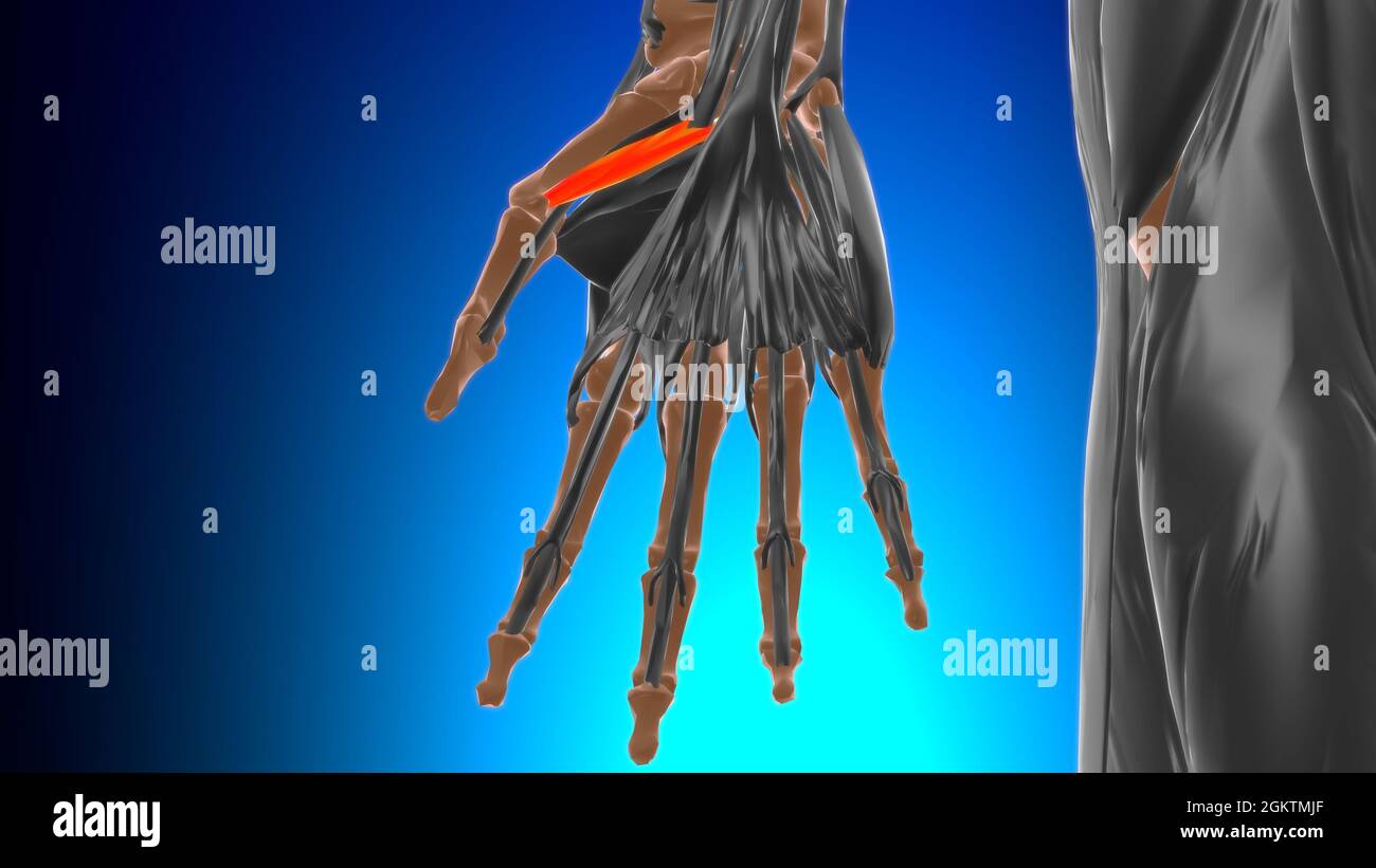 Flexor pollicis brevis Muscle Anatomy For Medical Concept 3D ...