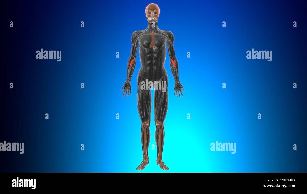 Humeral head of pronator teres Muscle Anatomy For Medical Concept 3D ...