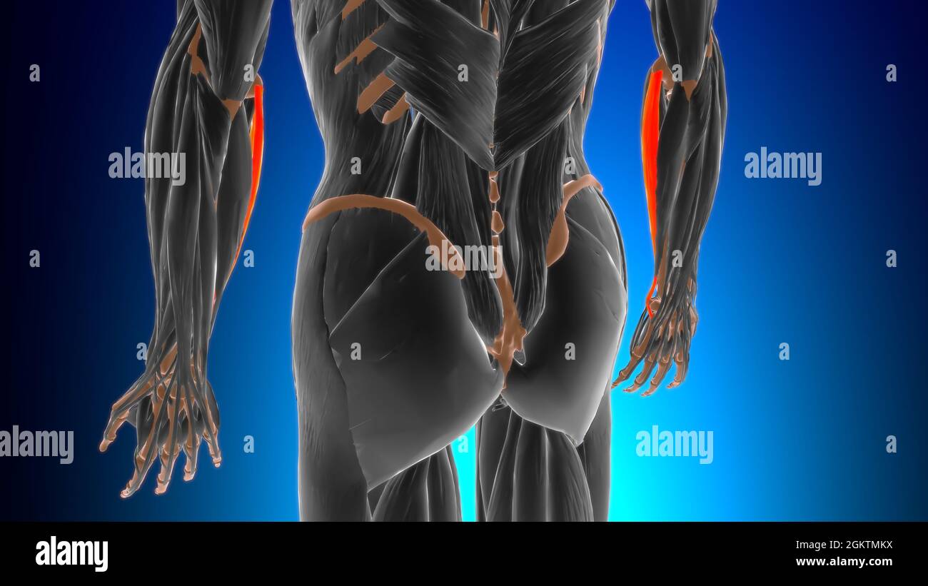 Humeral head of flexor carpi ulnaris Muscle Anatomy For Medical Concept ...