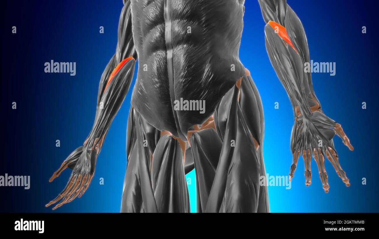Humeral head of pronator teres Muscle Anatomy For Medical Concept 3D ...