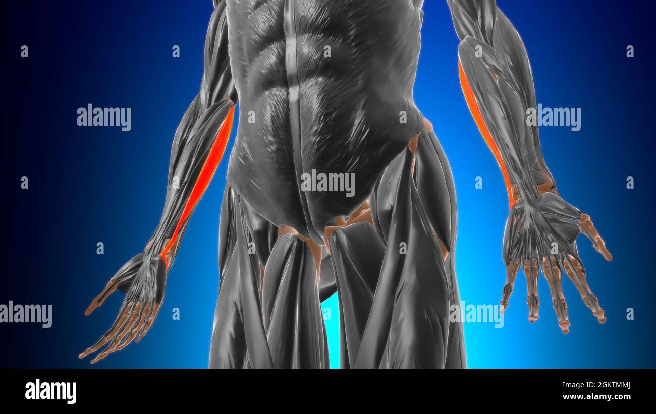 Humeral head of flexor carpi ulnaris Muscle Anatomy For Medical Concept ...