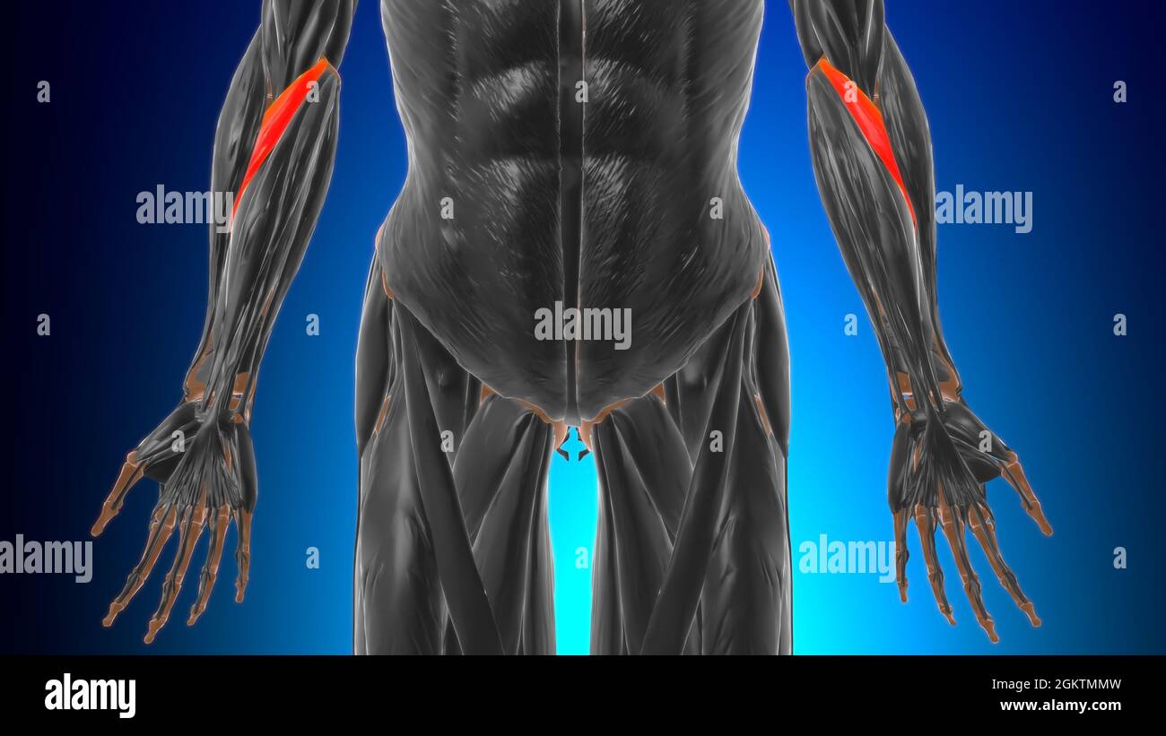 Supinator And Pronator Muscles