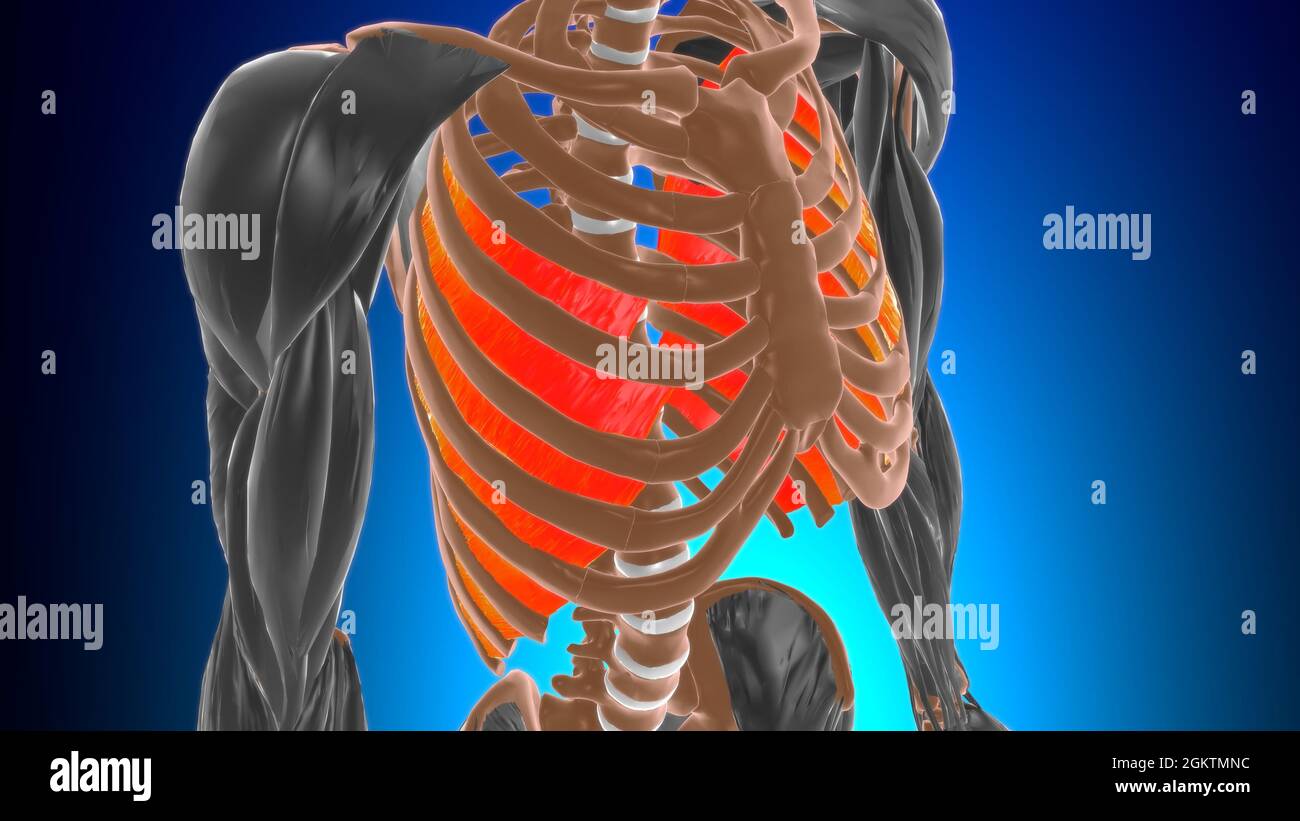 Innermost intercostal Muscle Anatomy For Medical Concept 3D ...