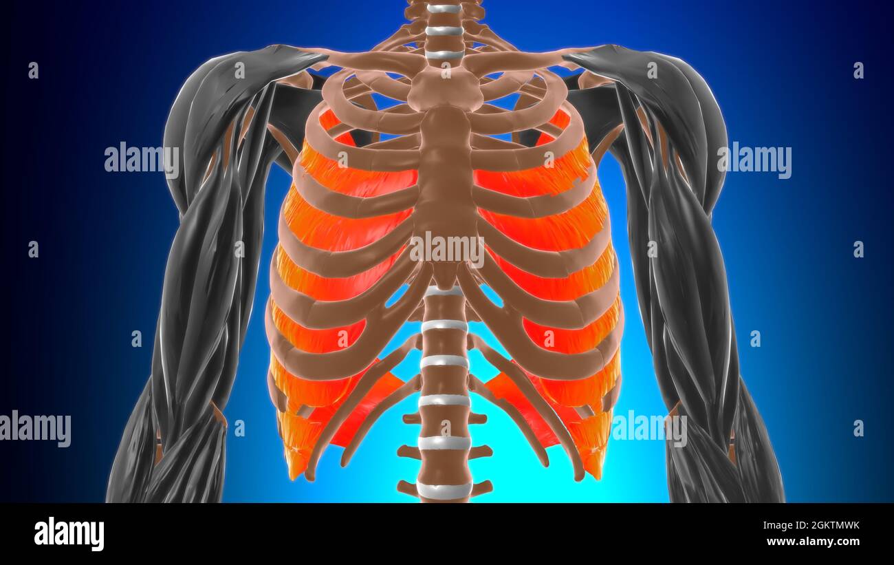 Internal intercostal Muscle Anatomy For Medical Concept 3D Illustration ...