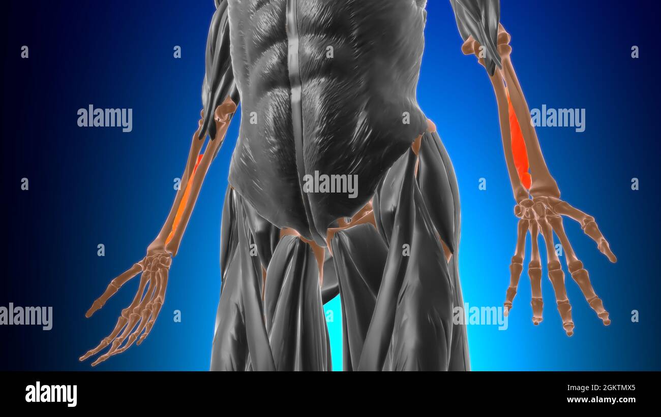 Interosseous Membrane Arm