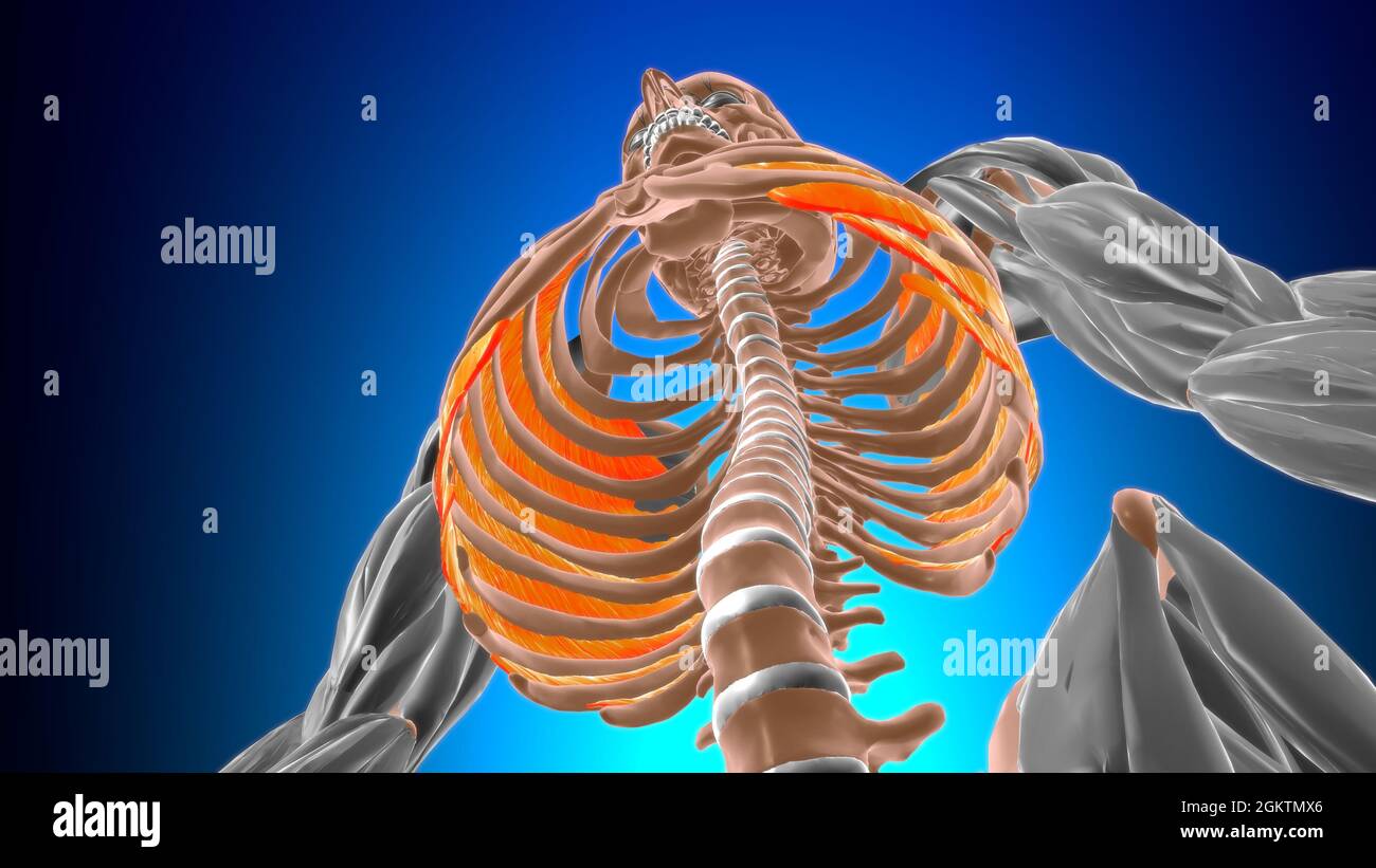 Anatomy Internal Intercostal Muscles at Bobby Current blog