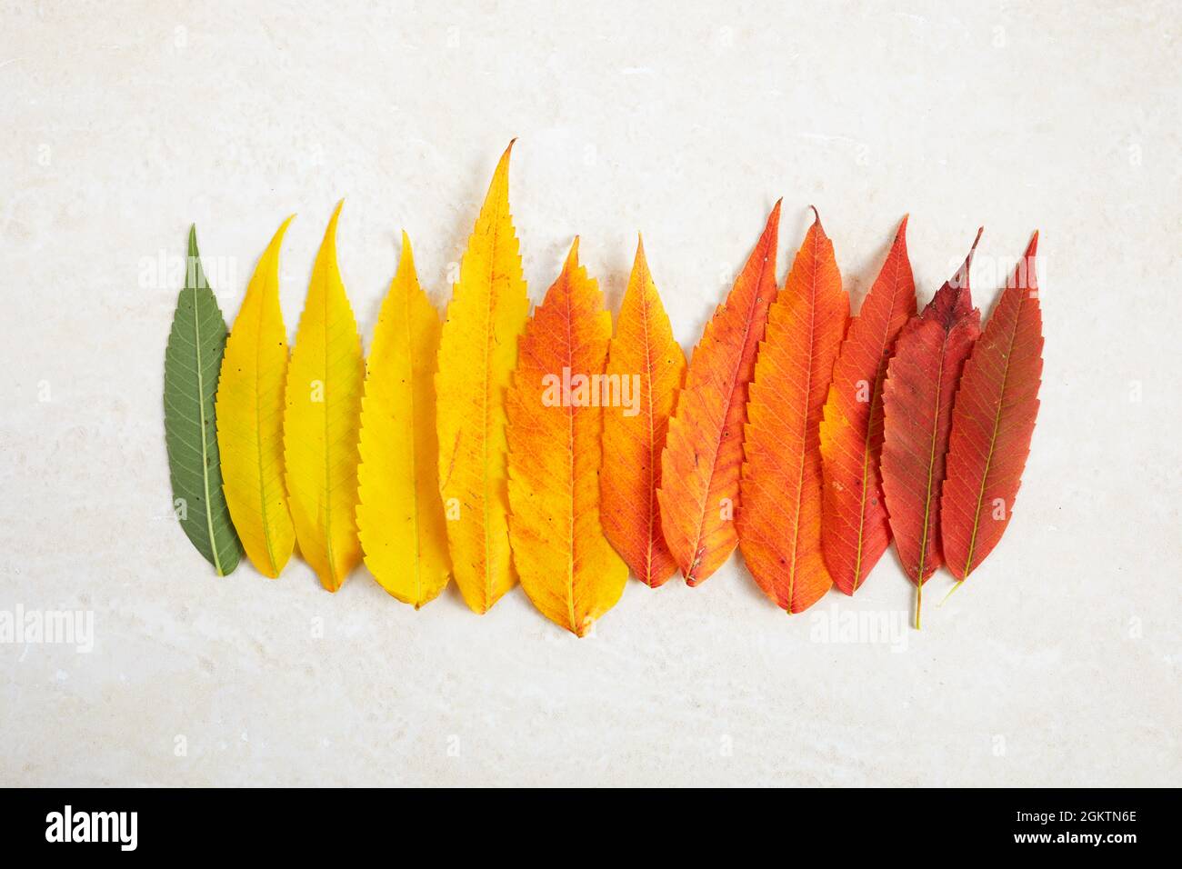 Colorful rainbow color gradient autumn leafs. Autumn season change ...