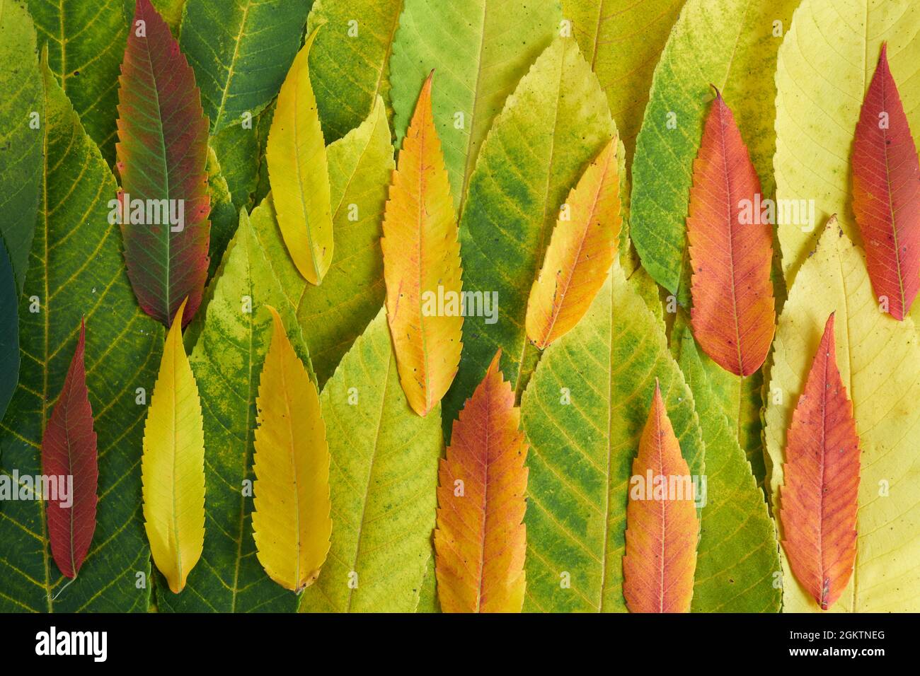 Colorful Autumn leaves texture. Abstract background Stock Photo - Alamy