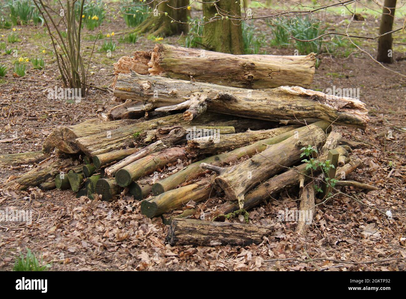 A Pile of Rotting Timber to Encourage Forest Wildlife Stock Photo - Alamy