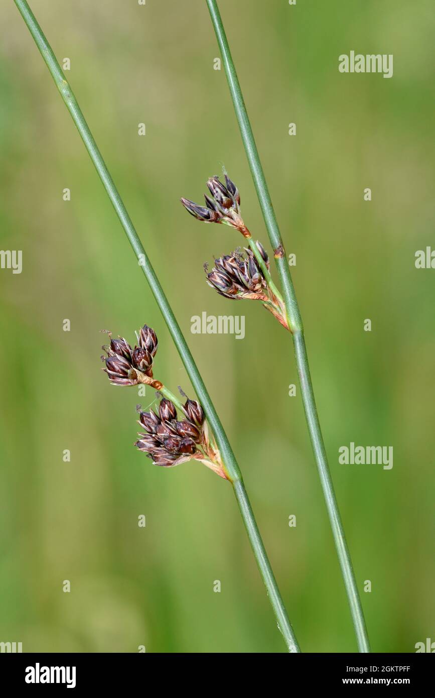 Baltic Rush - Juncus balticus Stock Photo - Alamy