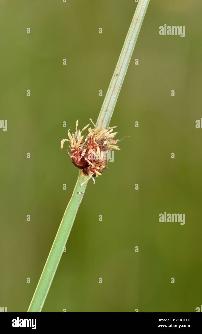 Sharp club rush hi-res stock photography and images - Alamy