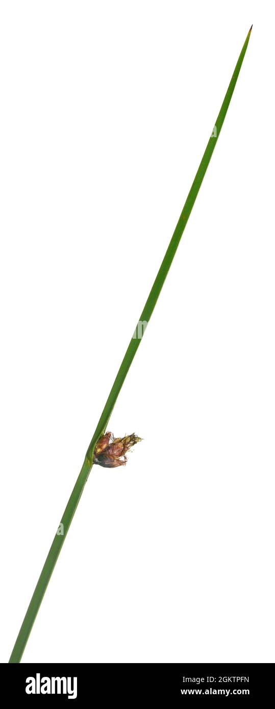 Sharp club rush Cut Out Stock Images & Pictures - Alamy