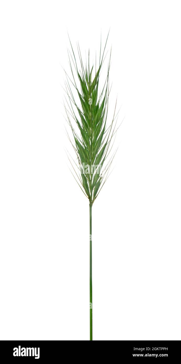 Sea Barley - Hordeum marinum Stock Photo - Alamy