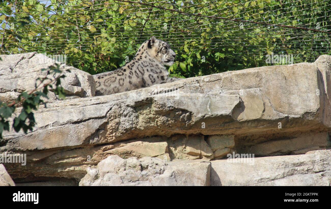 snow leopard in a zoo in france Stock Photo - Alamy