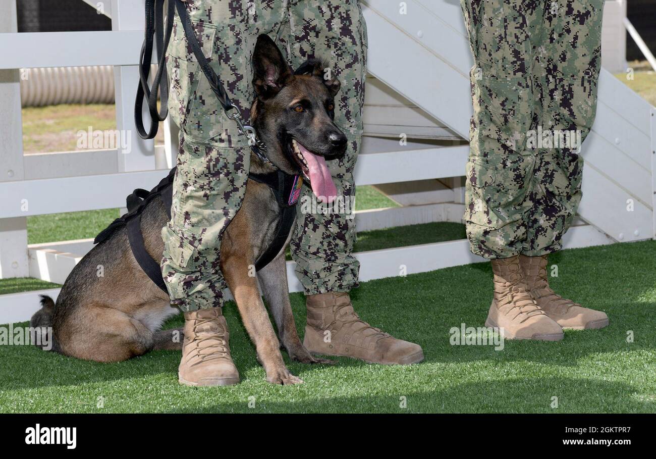 CAMP LEMONNIER (July 1, 2021) U.S. Navy working dog Debi, waits to ...