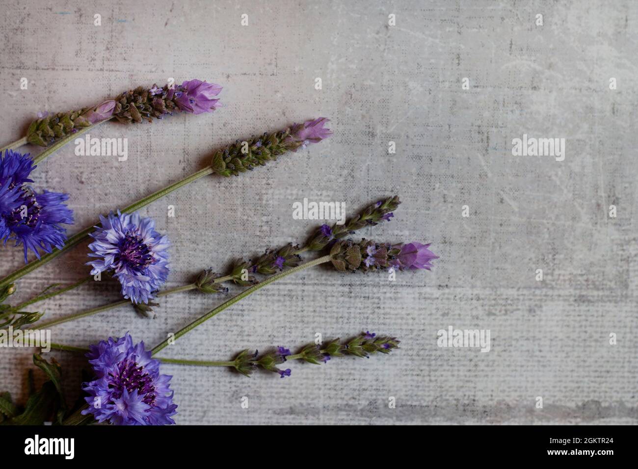 Lavender backdrop hi-res stock photography and images - Alamy