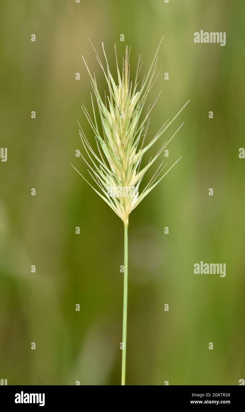 Sea barley hi-res stock photography and images - Alamy