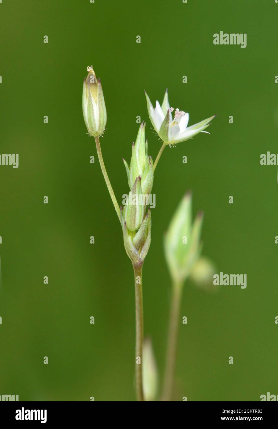Fine-leaved Sandwort - Sabulina tenuifolia (Minuartia hybrida Stock ...