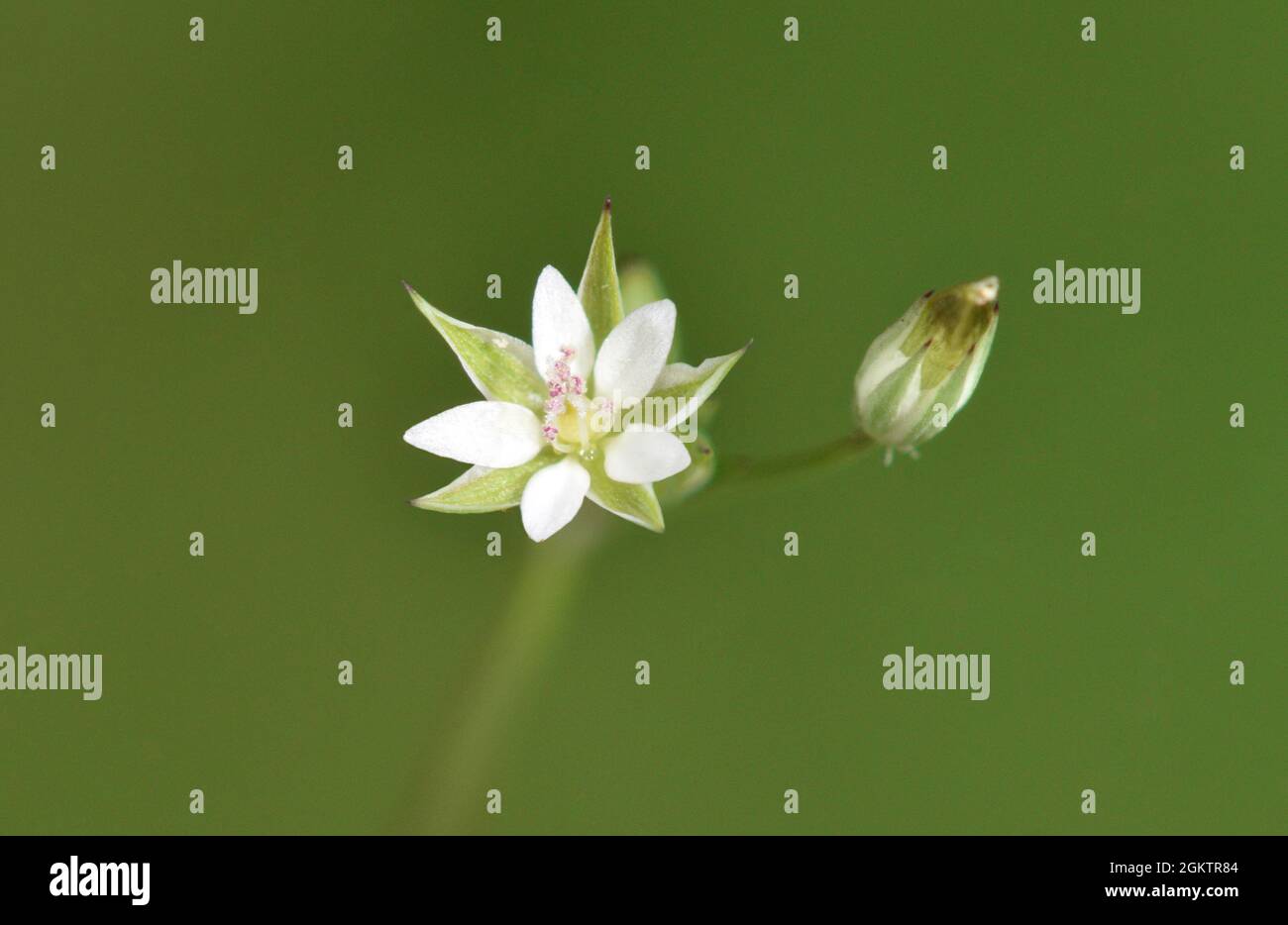 Minuartia tenuifolia hi-res stock photography and images - Alamy