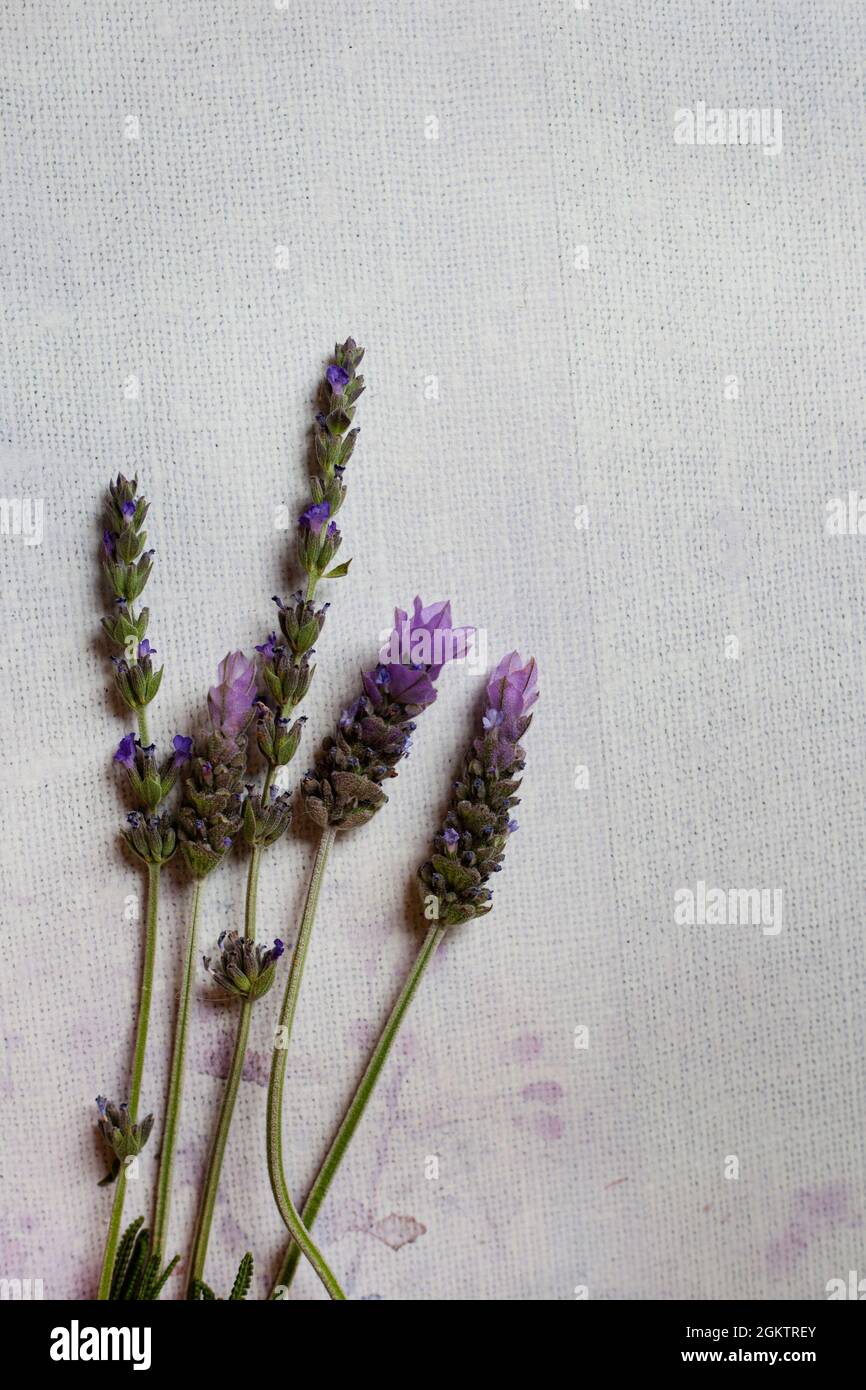 Lavender backdrop hi-res stock photography and images - Alamy