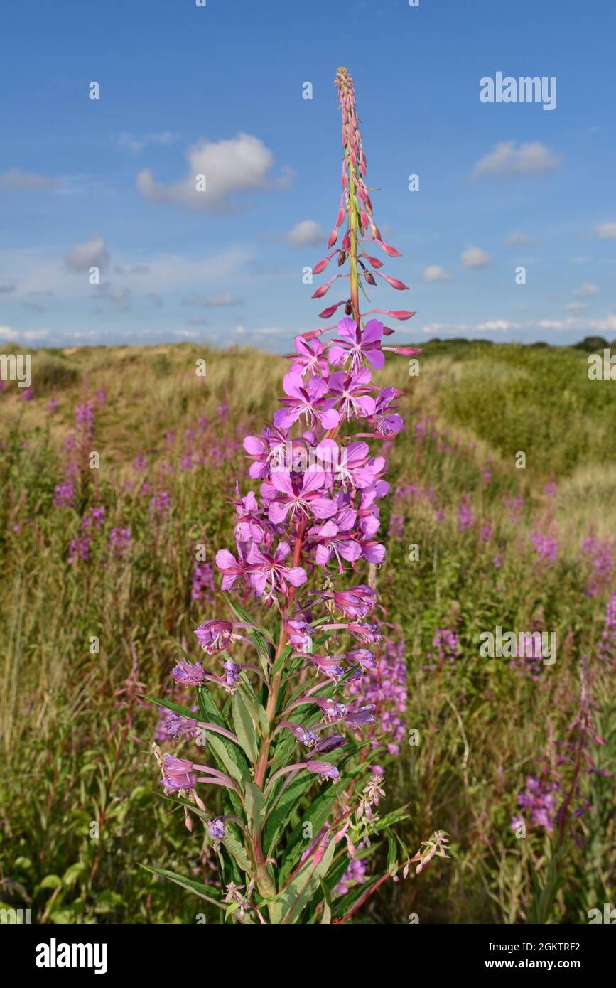 Rosebay Willowherb - Chamaenerion angustifolium Stock Photo - Alamy