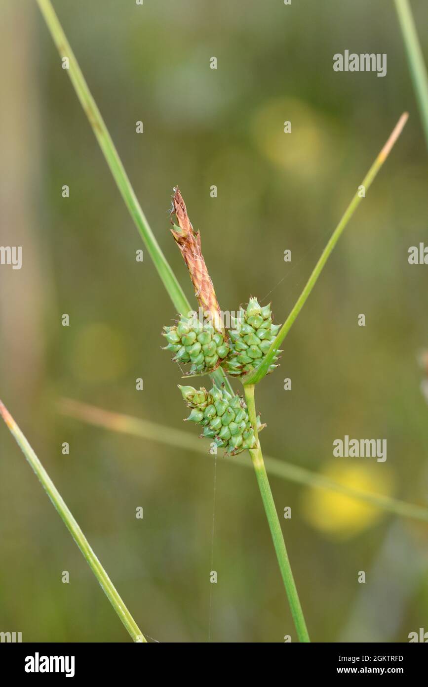 Long bracted hi-res stock photography and images - Alamy