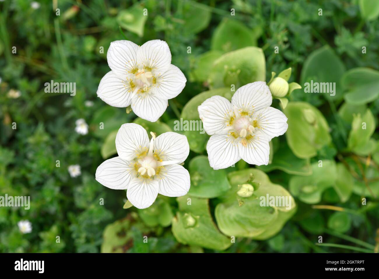 Grass-of-Parnassus - Parnassia palustris Stock Photo - Alamy