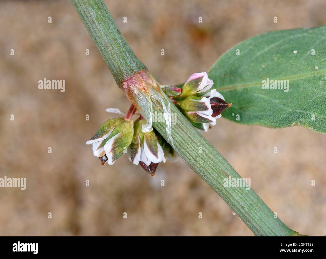 Ray's Knotgrass - Polygonum oxyspermum ssp. raii Stock Photo - Alamy