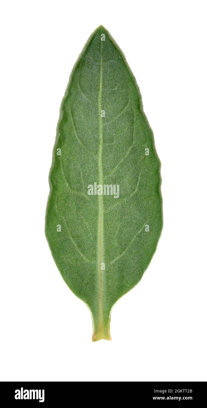 Polygonum oxyspermum ssp raii hi-res stock photography and images - Alamy